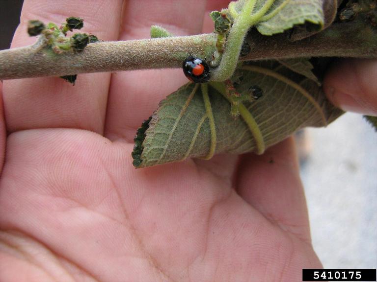 lady beetle (Chilocorus cacti)