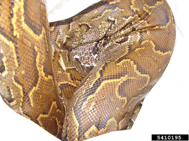 pythons (Genus Python)