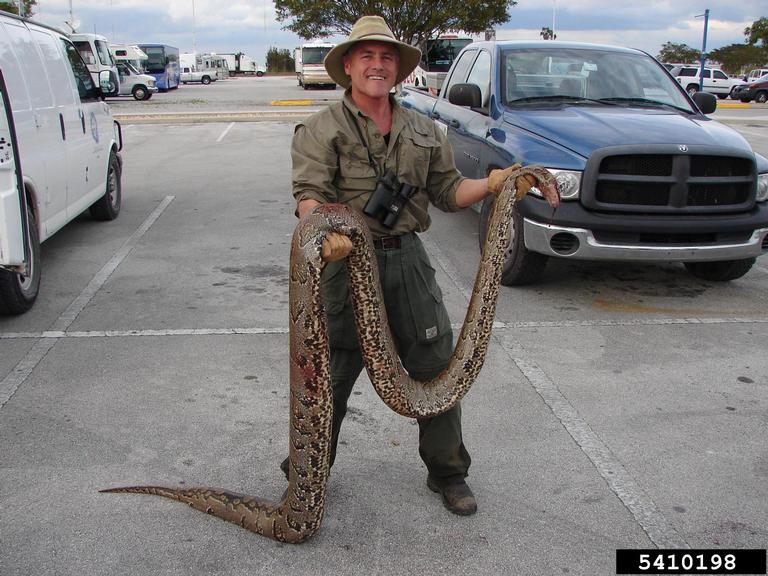 pythons (Genus Python Daudin, 1803)