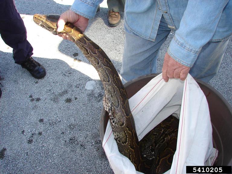 pythons (Genus Python Daudin, 1803)