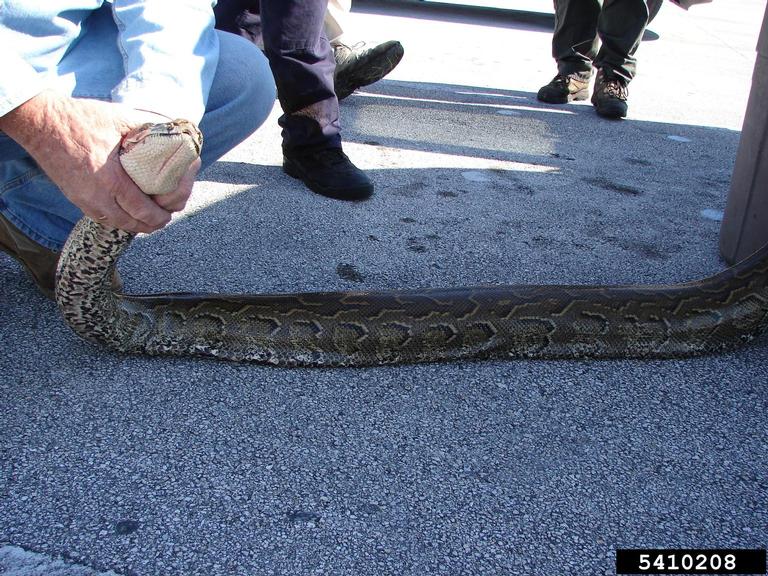 pythons (Genus Python Daudin, 1803)