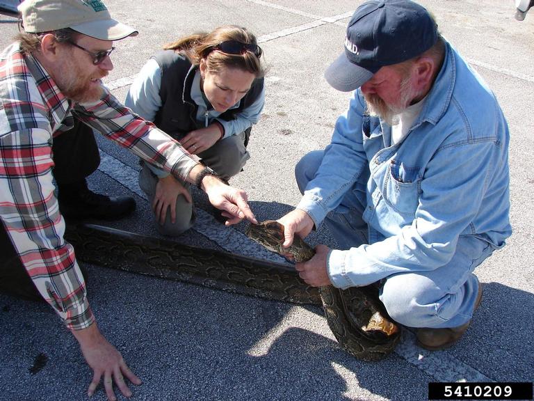 pythons (Genus Python)