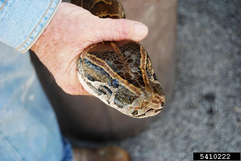 pythons (Genus Python)