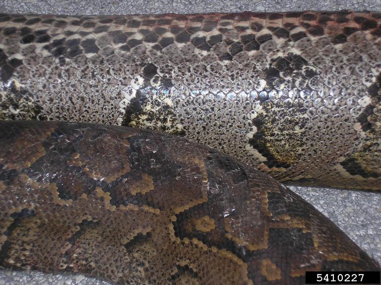 pythons (Genus Python)