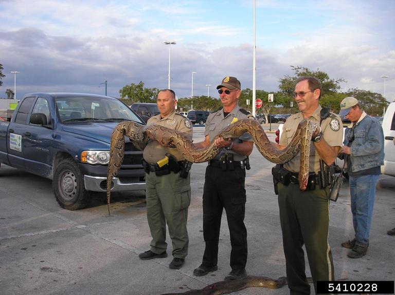 pythons (Genus Python)