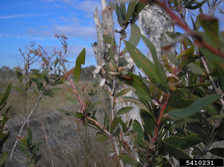 melaleuca (Genus Melaleuca)