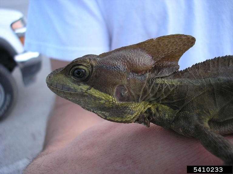 veiled chameleon (Chamaeleo calyptratus Duméril and Bibron, 1851)