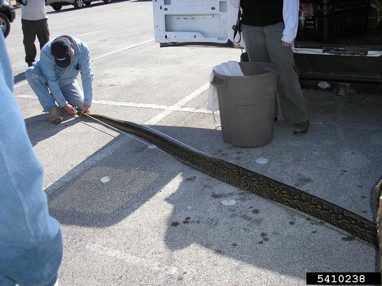 pythons (Genus Python Daudin, 1803)