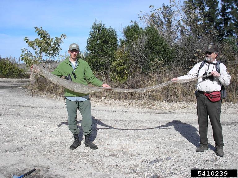 pythons (Genus Python Daudin, 1803)