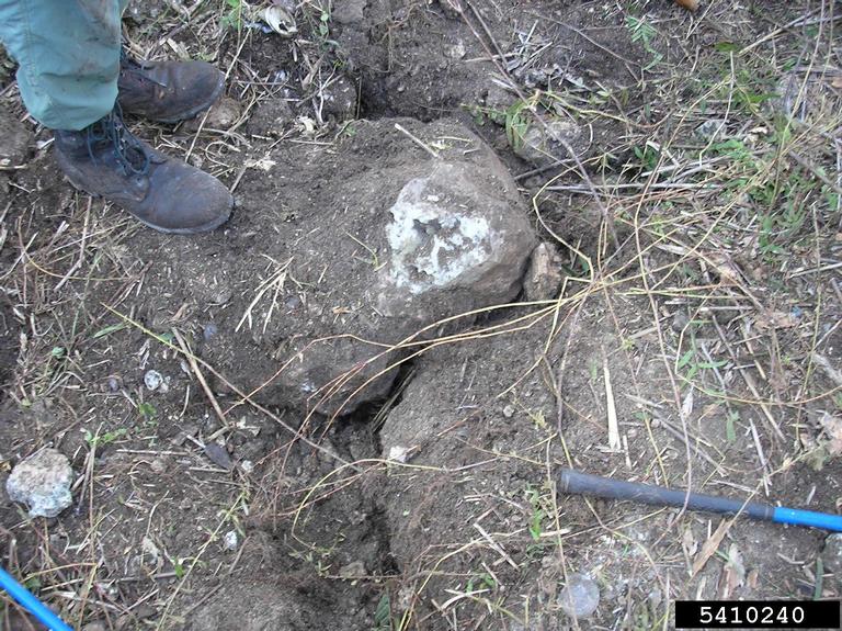 pythons (Genus Python Daudin, 1803)