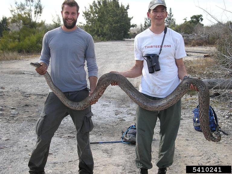 pythons (Genus Python Daudin, 1803)