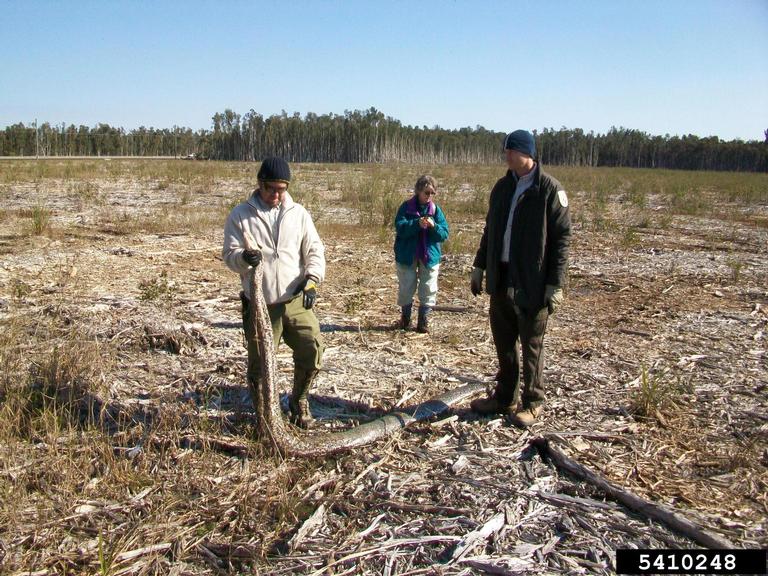 pythons (Genus Python Daudin, 1803)