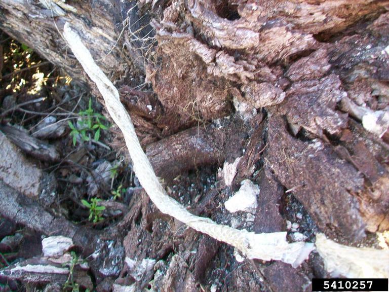 pythons, Python spp. (Squamata: Pythonidae) - 5410257