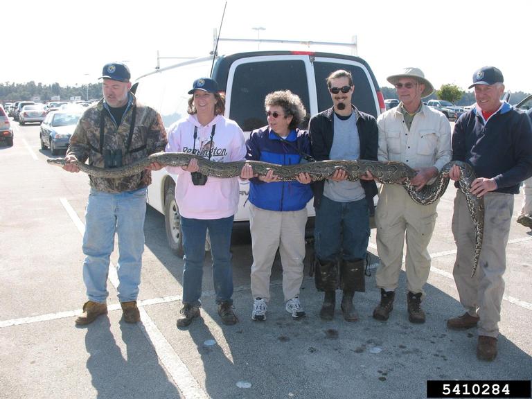 pythons (Genus Python Daudin, 1803)