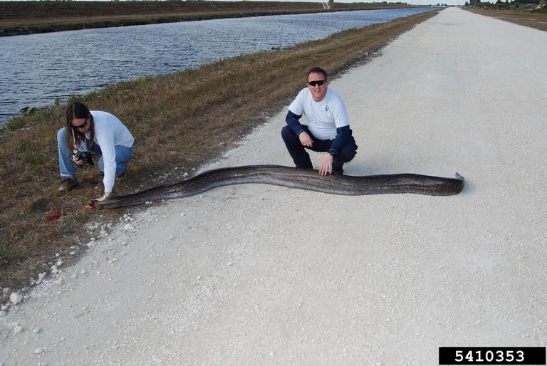 pythons (Genus Python)