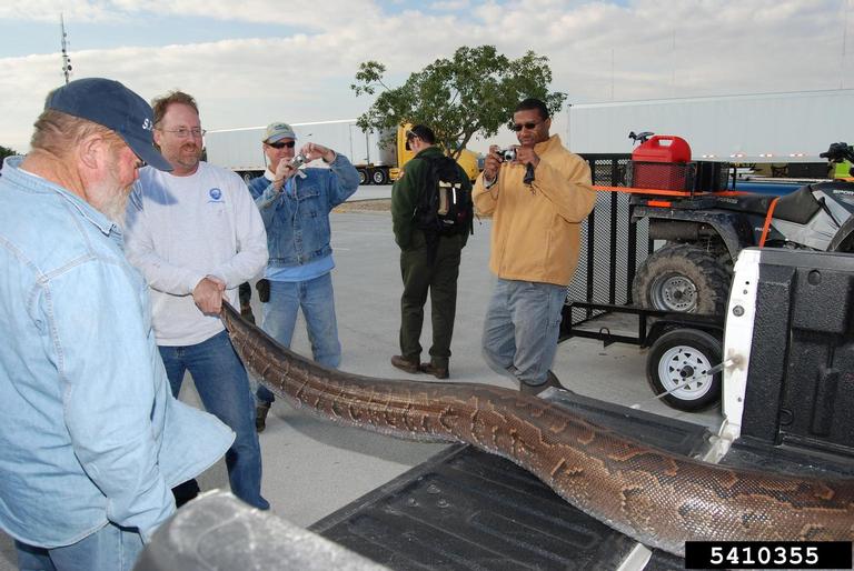pythons (Genus Python Daudin, 1803)
