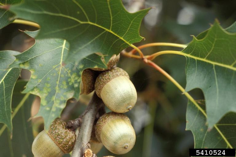 oak (Genus Quercus)