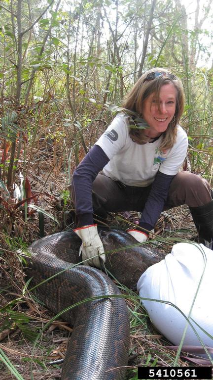 pythons (Genus Python Daudin, 1803)