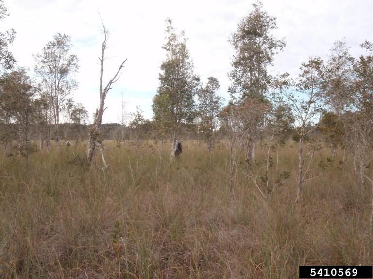 pythons (Genus Python Daudin, 1803)