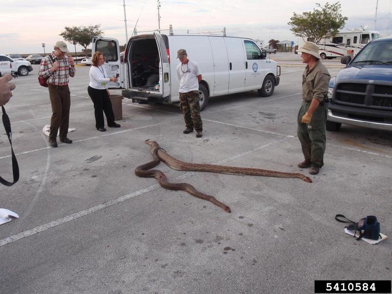 pythons (Genus Python Daudin, 1803)