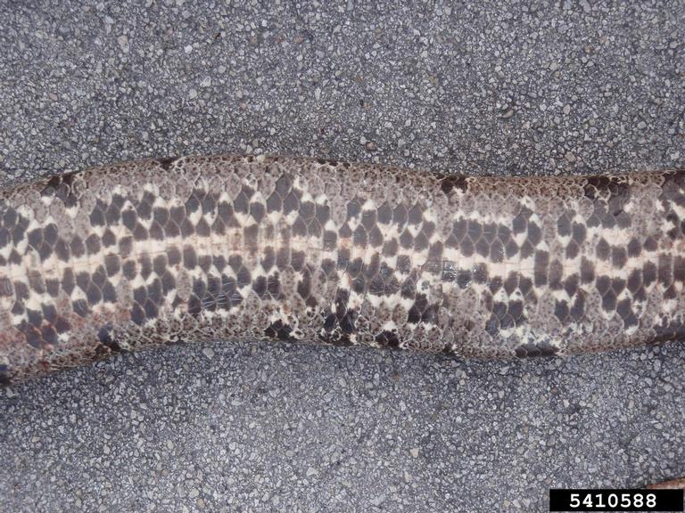 pythons (Genus Python Daudin, 1803)