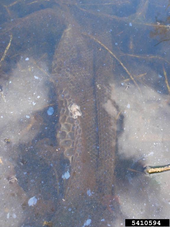 pythons (Genus Python Daudin, 1803)