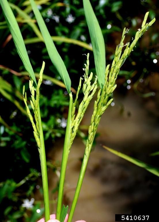 rice (Oryza sativa L.)