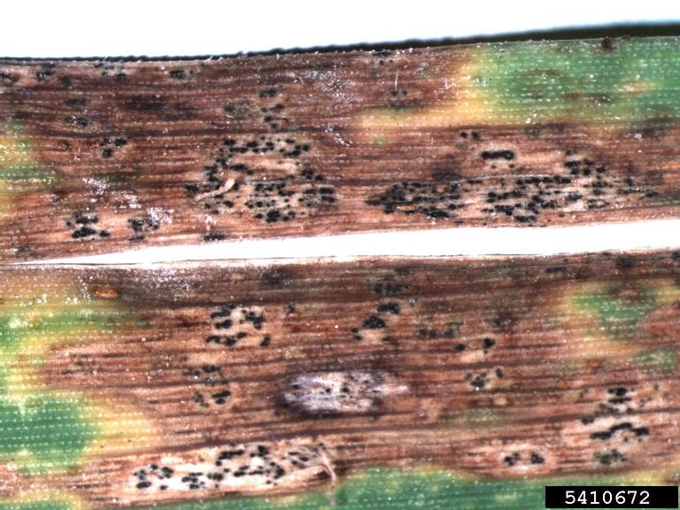 Septoria leaf spot and cankers (Genus Septoria)