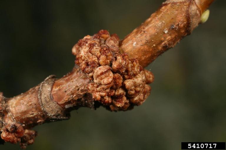field maple bark gall mite (Aceria heteronyx)