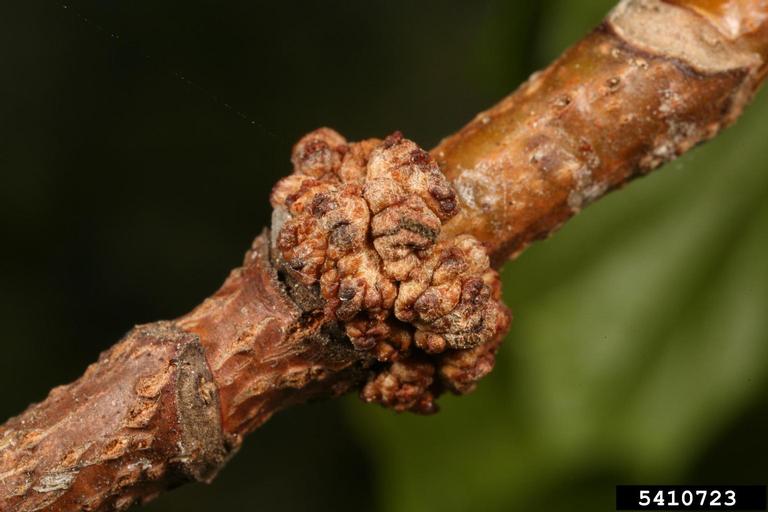 field maple bark gall mite (Aceria heteronyx (Nalepa, 1891))