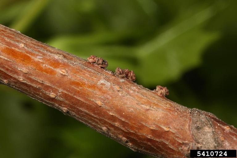 field maple bark gall mite (Aceria heteronyx (Nalepa, 1891))