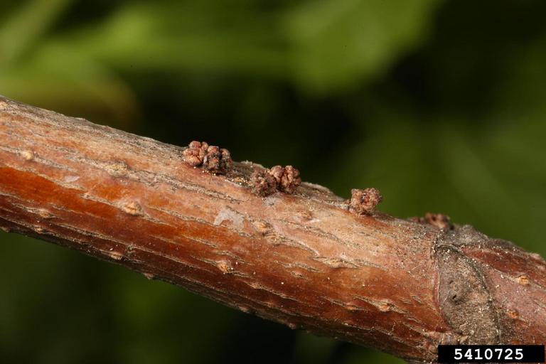 field maple bark gall mite (Aceria heteronyx)
