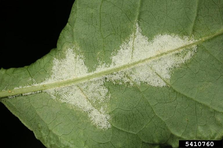 spindle tree rust mite (Cecidophyes psilonotus)