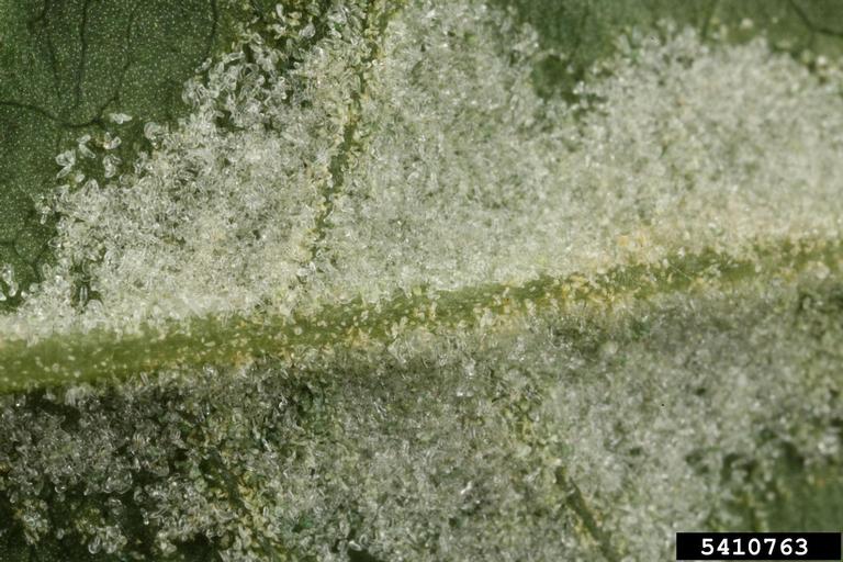 spindle tree rust mite (Cecidophyes psilonotus (Nalepa 1897))