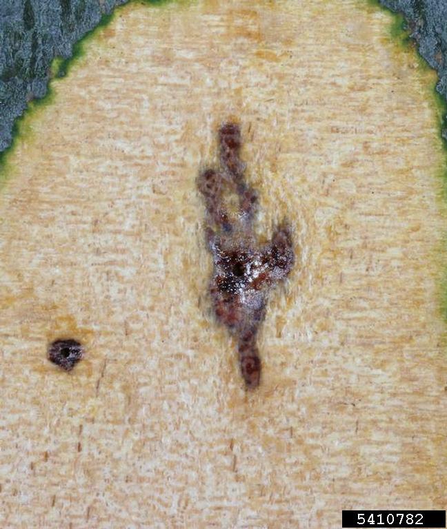 beech bark beetle (Taphrorychus bicolor)