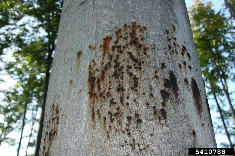beech bark beetle (Taphrorychus bicolor (Herbst, 1793))