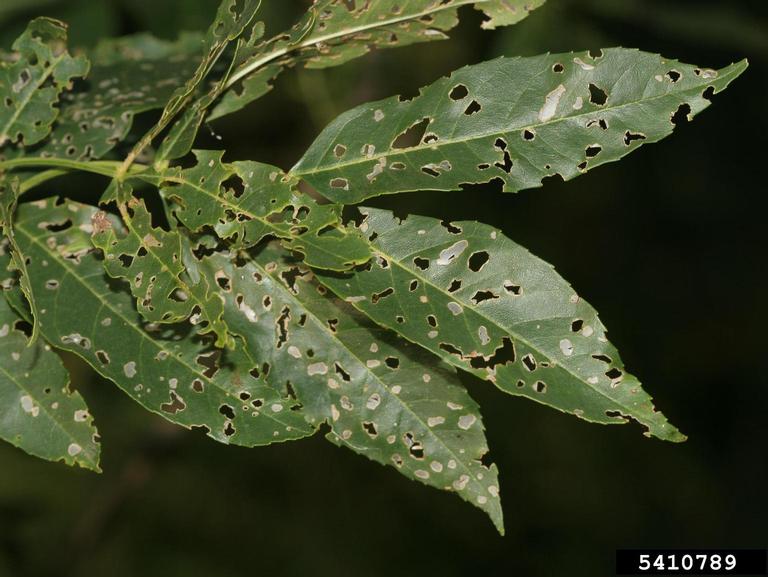 ash weevil (Stereonychus fraxini (De Geer, 1775))