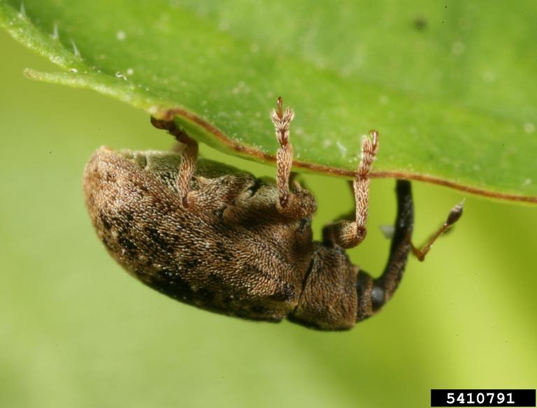 ash weevil (Stereonychus fraxini ) on ash (Fraxinus spp. ) - 5410791