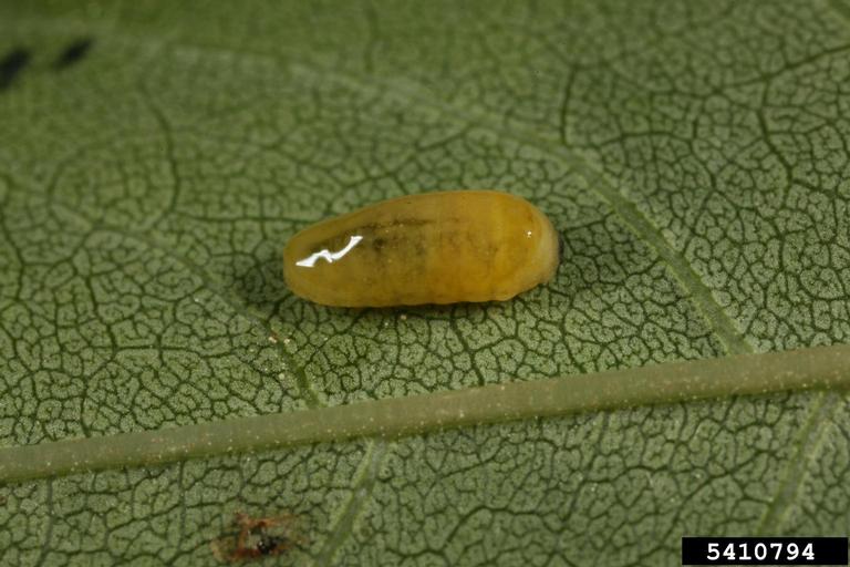 ash weevil (Stereonychus fraxini (De Geer, 1775))