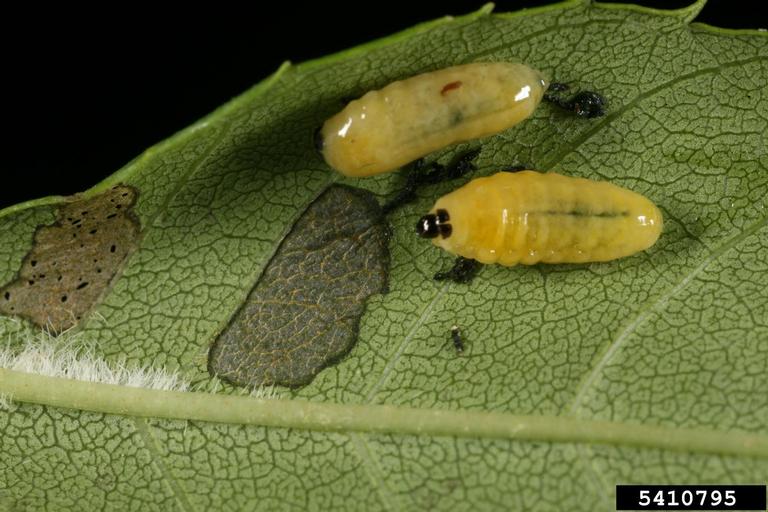 ash weevil (Stereonychus fraxini)