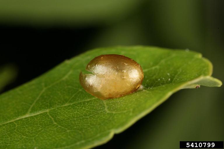 ash weevil (Stereonychus fraxini)