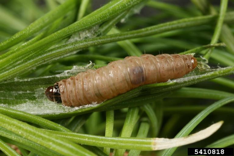 larch shoot tortricid moth (Spilonota laricana (Heinemann))
