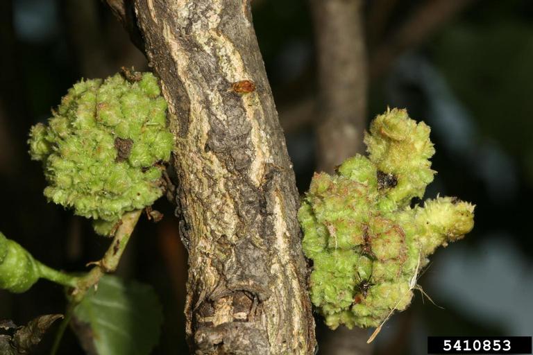 cauliflower gall mite (Aceria populi)
