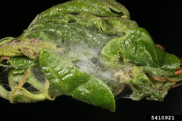 Pyralid moth (Acrobasis repandana (Fabricius, 1798))