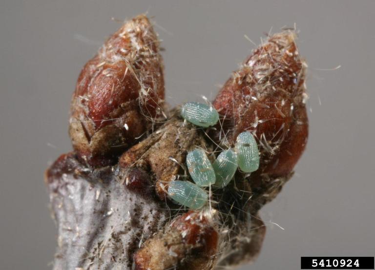 Geometrid moth (Agriopis marginaria)