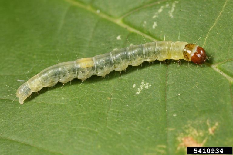 rose Tortrix moth (Archips rosana)