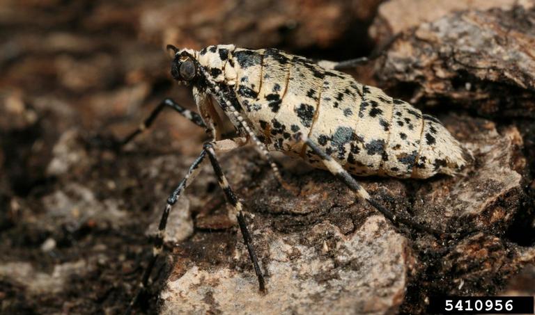 mottled umber moth (Erannis defoliaria (Clerk))