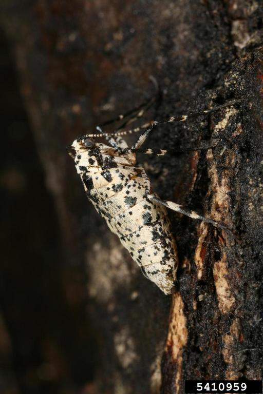 mottled umber moth (Erannis defoliaria)
