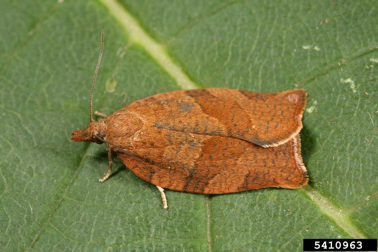 dark fruit-tree tortrix (Pandemis heparana)