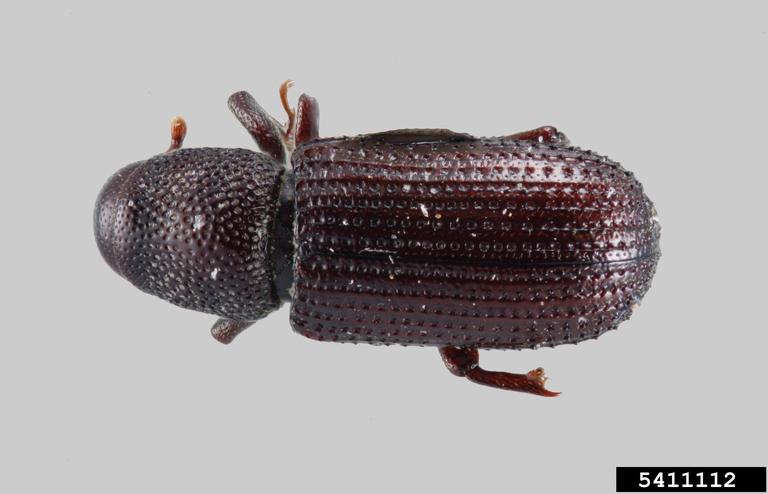 eastern wood weevil (Hexarthrum ulkei Horn, 1873)